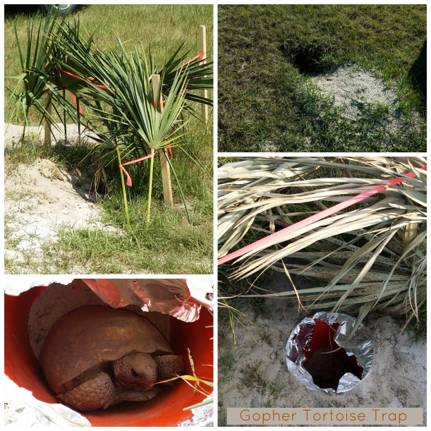 Custom Home Lot Cost Considerations – Gopher Tortoises | Charter Bay ...